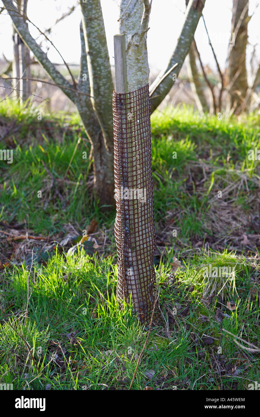 Tree Sapling Protector Stock Photo - Alamy