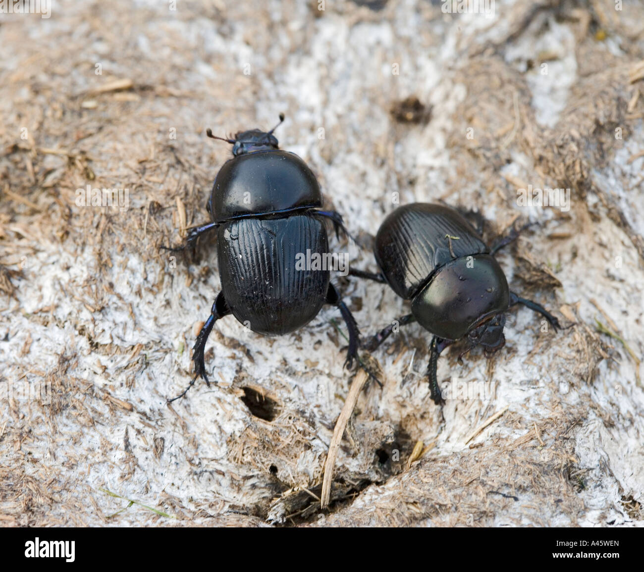 Dor dung beetle hi-res stock photography and images - Alamy