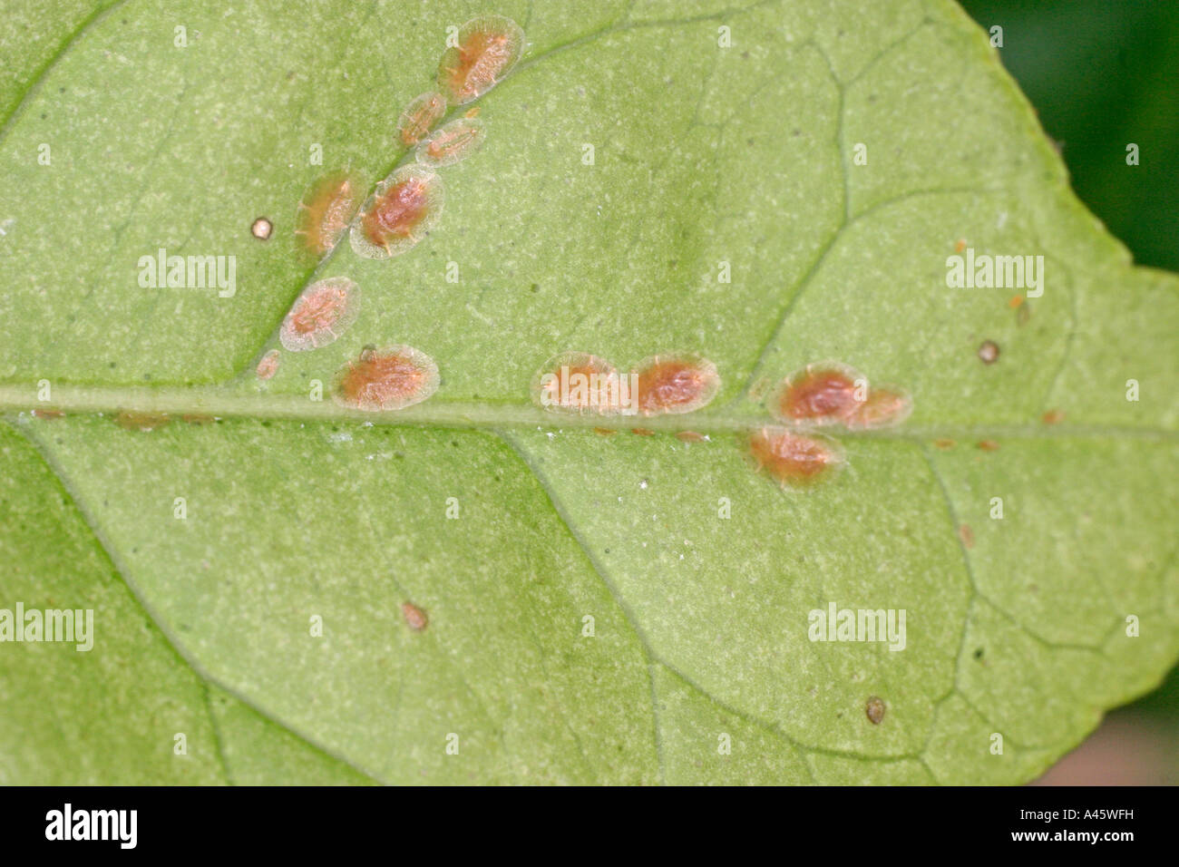 BROWN SCALE INSECT PARTHENOLECANIUM CORNI CLOSE UP OF SCALES ON ...