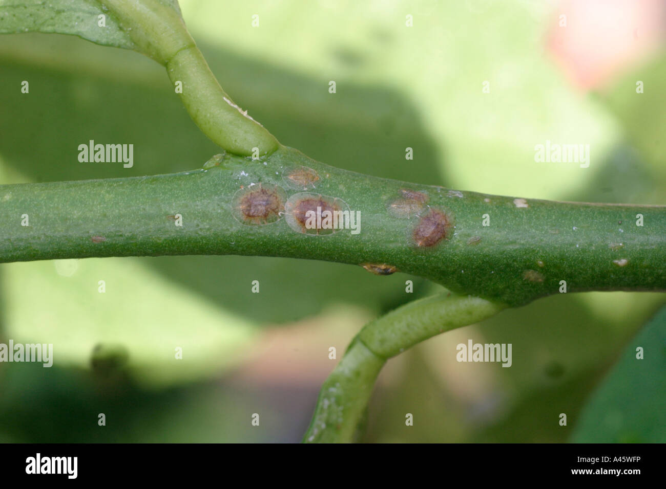 SCALE INSECT COCCUS HESPERIDUM GROUP TOGETHER ON LEMON TREE BRANCH ...