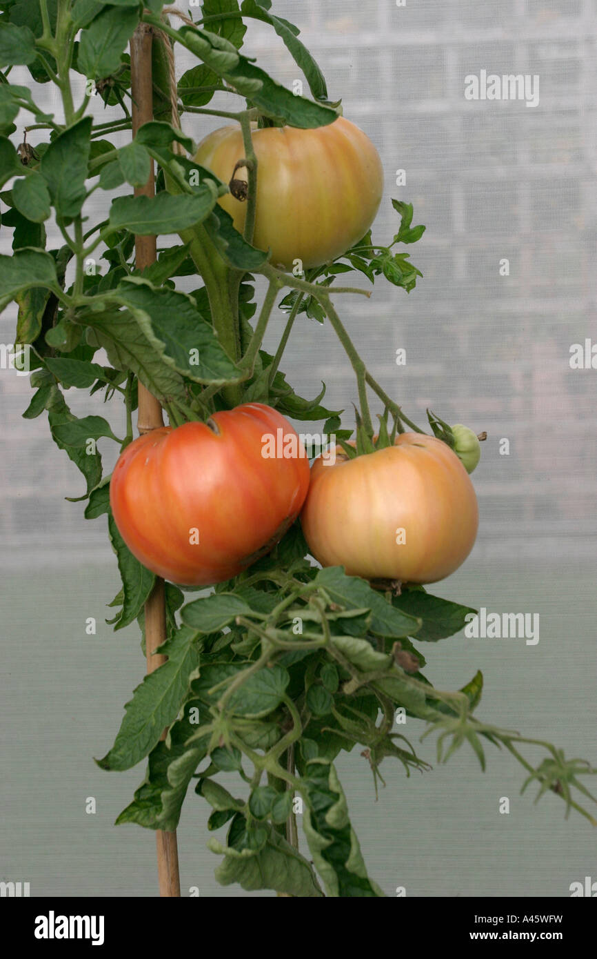 Burpees High Resolution Stock Photography and Images - Alamy