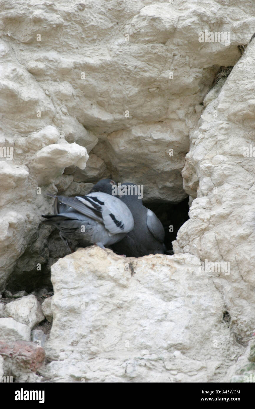 FERAL PIGEON FEEDING YOUNG IN HOLE IN LIMESTONE CLIFF Stock Photo - Alamy