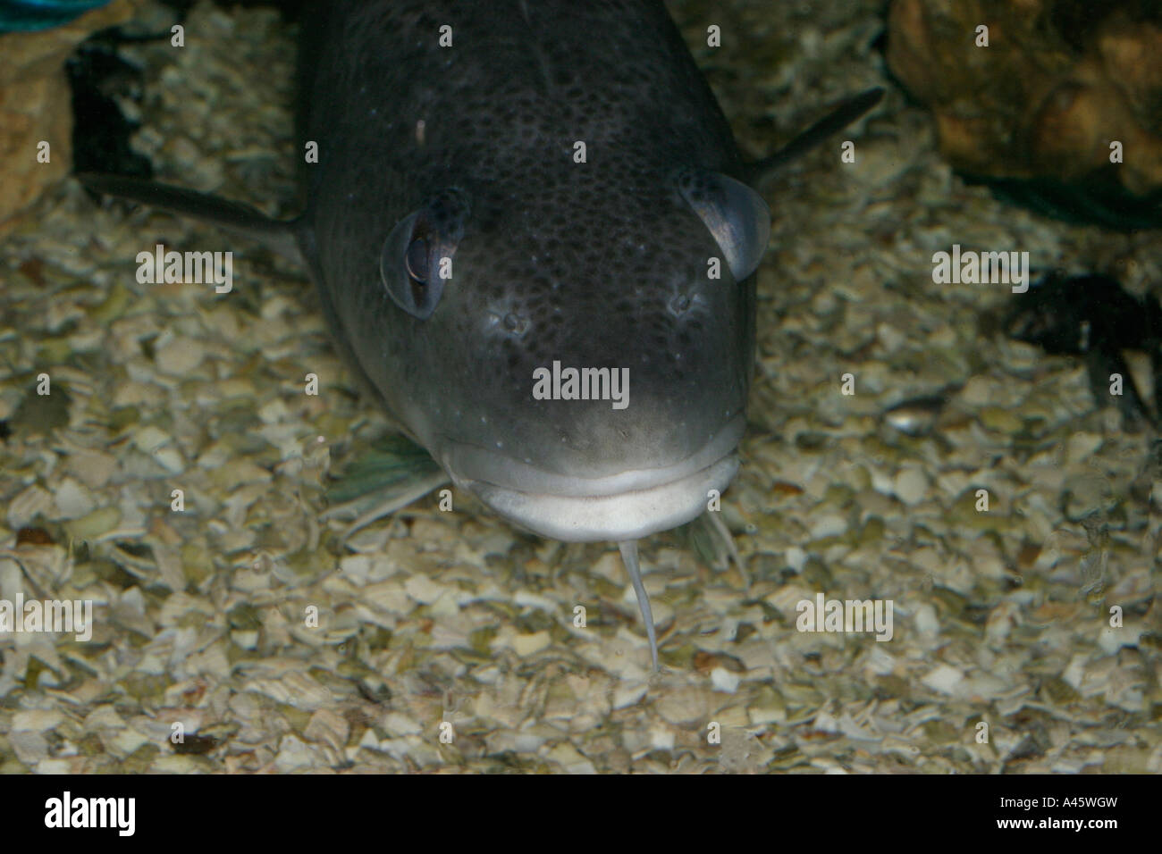Haddock swimming hi-res stock photography and images - Alamy