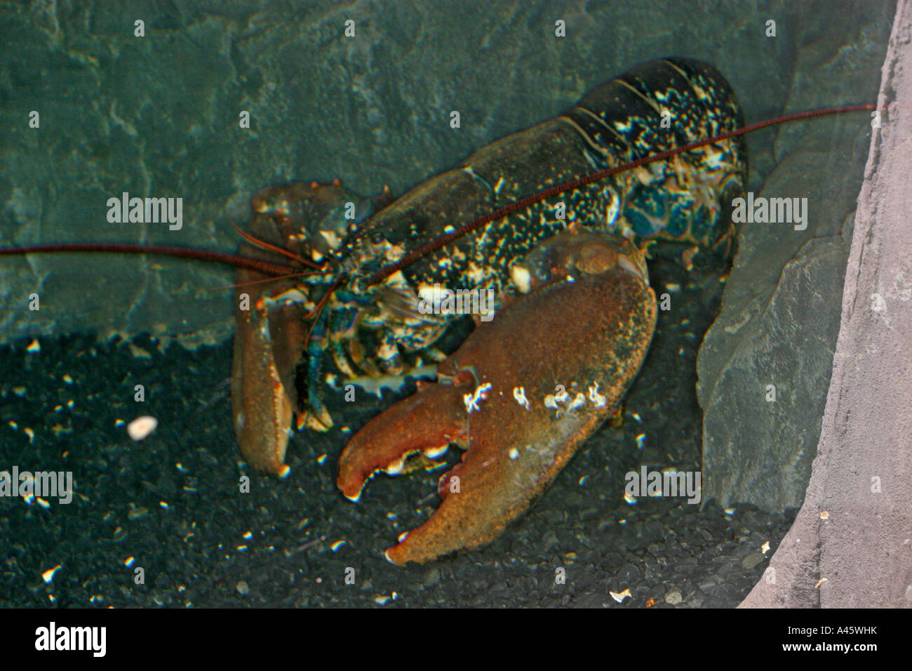 COMMON LOBSTER HOMARUS GAMMARUS SIDE VIEW Stock Photo - Alamy