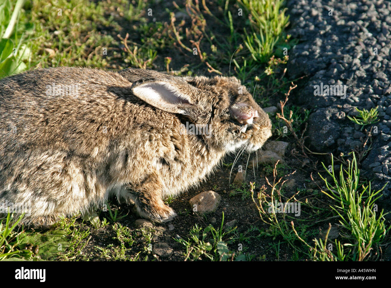 Myxomatosis Stock Photos & Myxomatosis Stock Images - Alamy