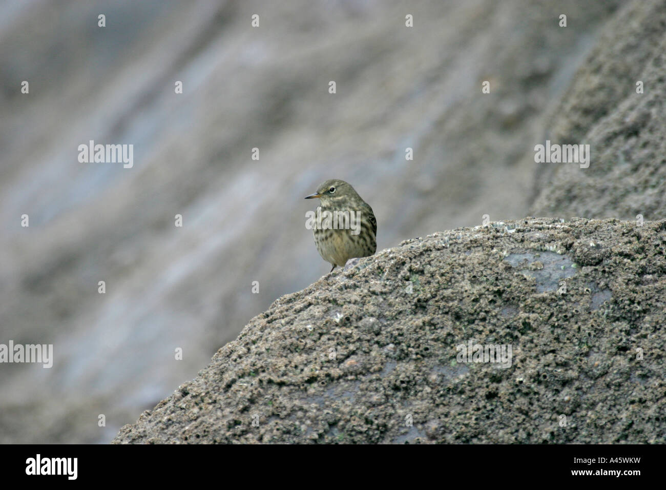 ROCK PIPIT ANTHUS SPINOLETTA SITTING ON ROCK FV Stock Photo - Alamy
