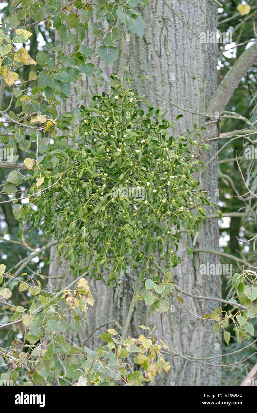 Growing viscum album hi-res stock photography and images - Alamy