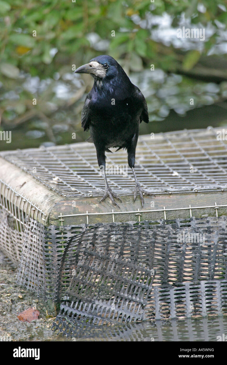 ROOK CORVUS FRUGILEGUS STANDING ON DUCK FEEDER FV Stock Photo - Alamy