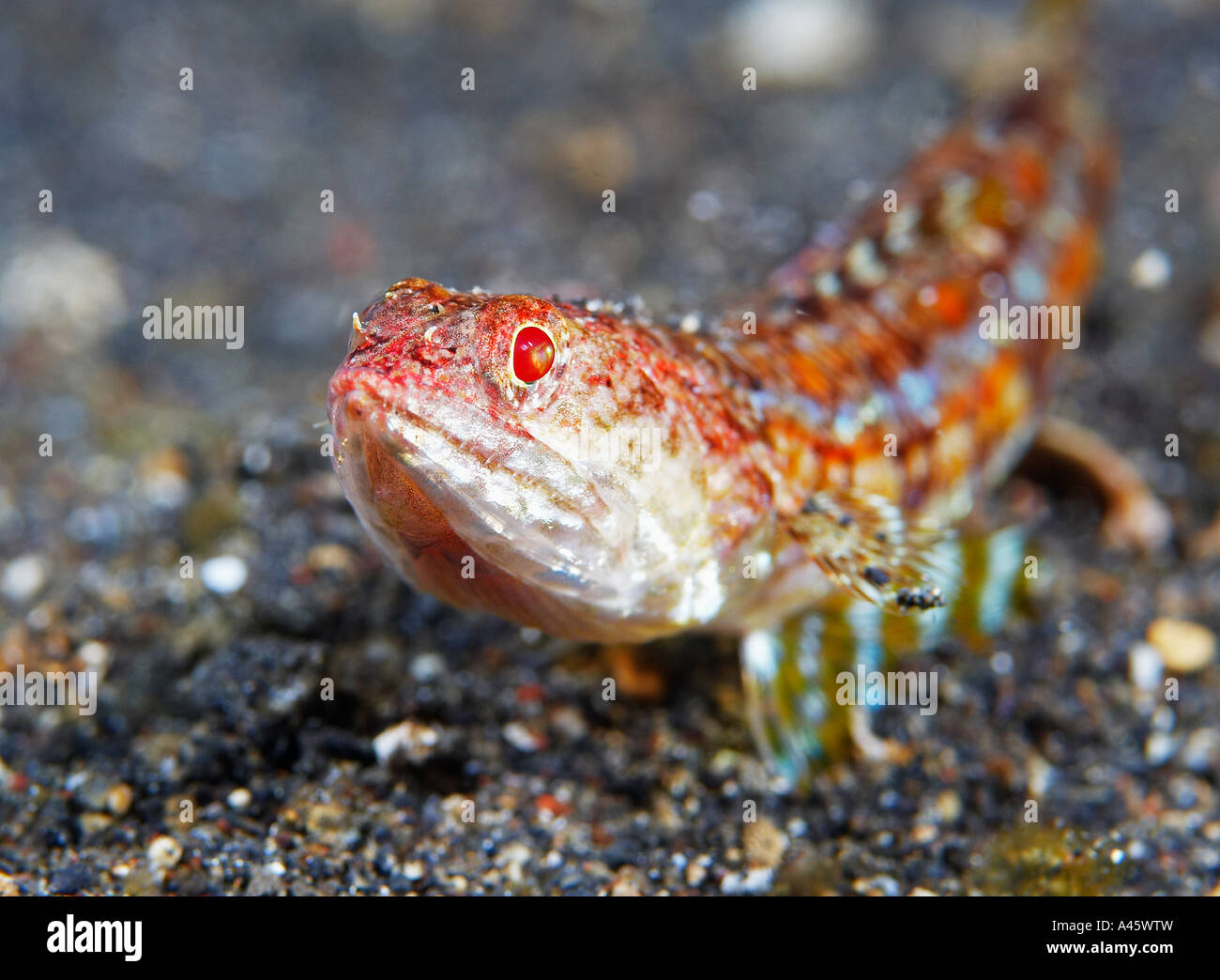 Harlequin Sandperch (Parapercis maculatus), Northern Sulawesi ...