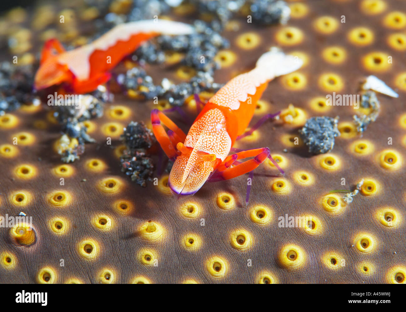 Emperor Partner Shrimp (Periclimenes imperator) Lembeh Straits Sulawesi ...