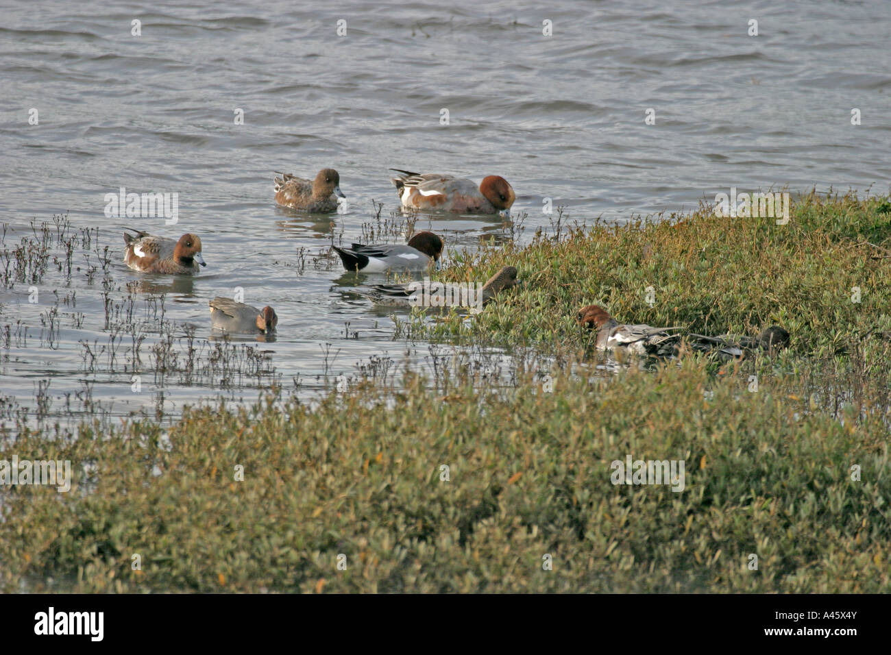 WIDGEON ANAS PENELOPE GROUP FEEDING Stock Photo - Alamy
