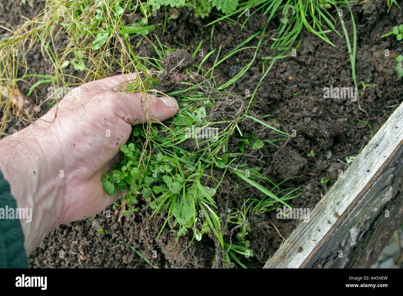 Weeding by hand hi-res stock photography and images - Alamy