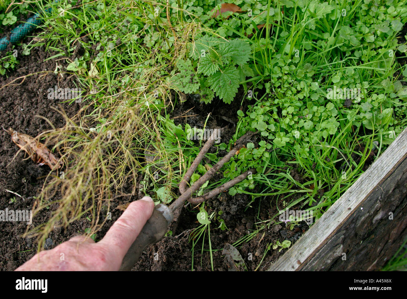 Weeding by hand hi-res stock photography and images - Alamy