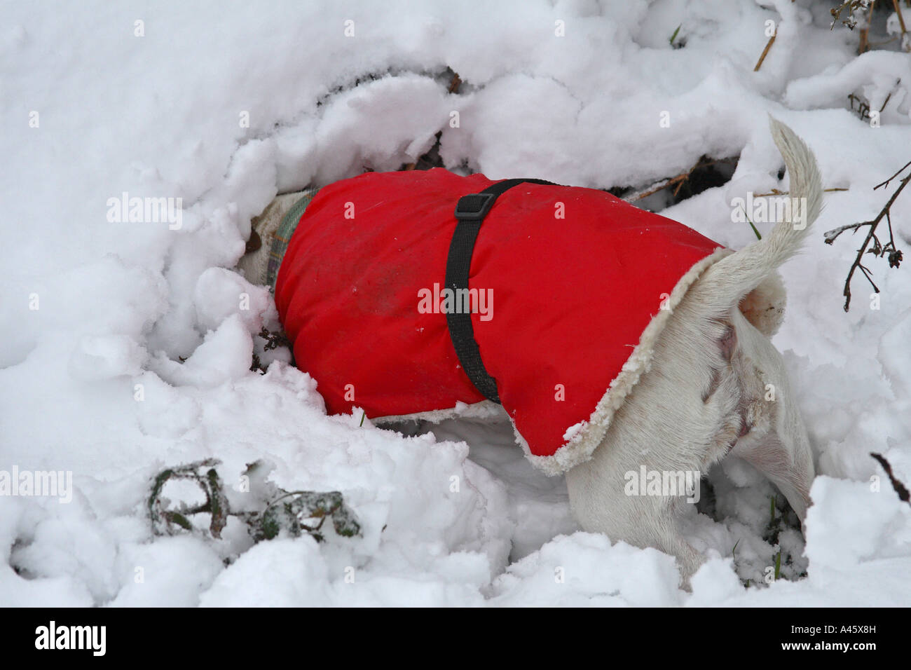 JACK RUSSEL DOG HUNTING IN SNOW WEARING WARM JACKET Stock Photo - Alamy