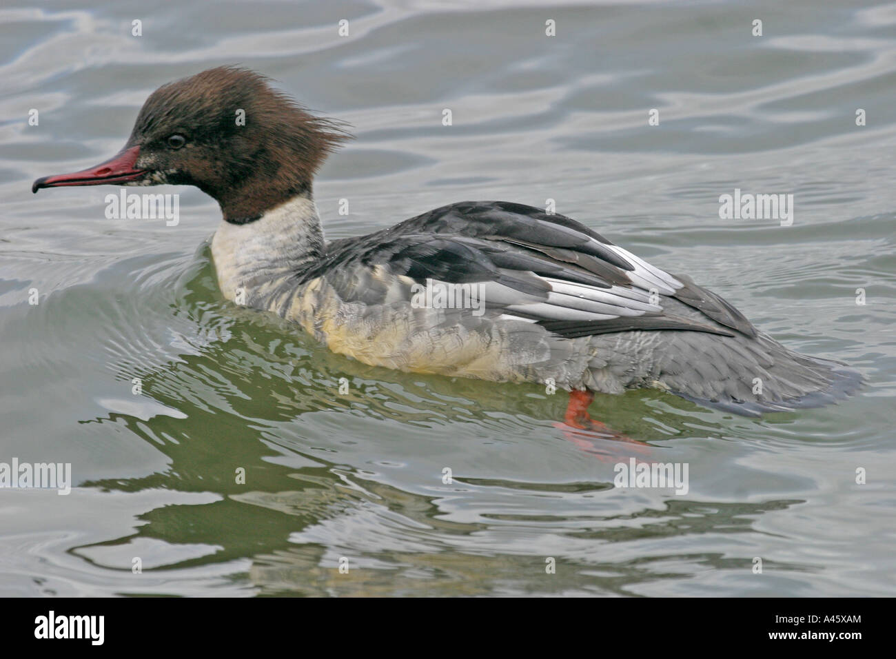 GOOSANDER MERGUS MERGANSER DRAKE SWIMMING SIDE VIEW Stock Photo - Alamy