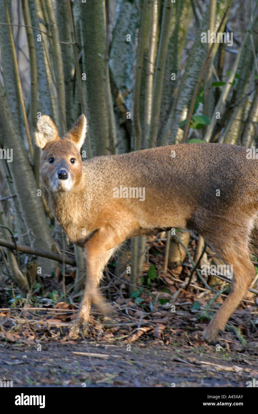 Chinese water deer hydropotes inermis deer hi-res stock photography and ...