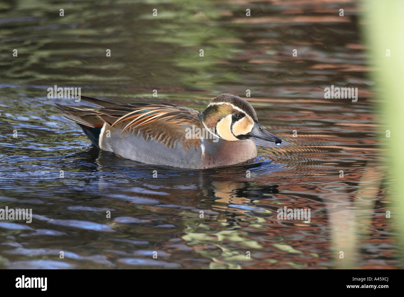 Baikal teal anas formosa hi-res stock photography and images - Alamy
