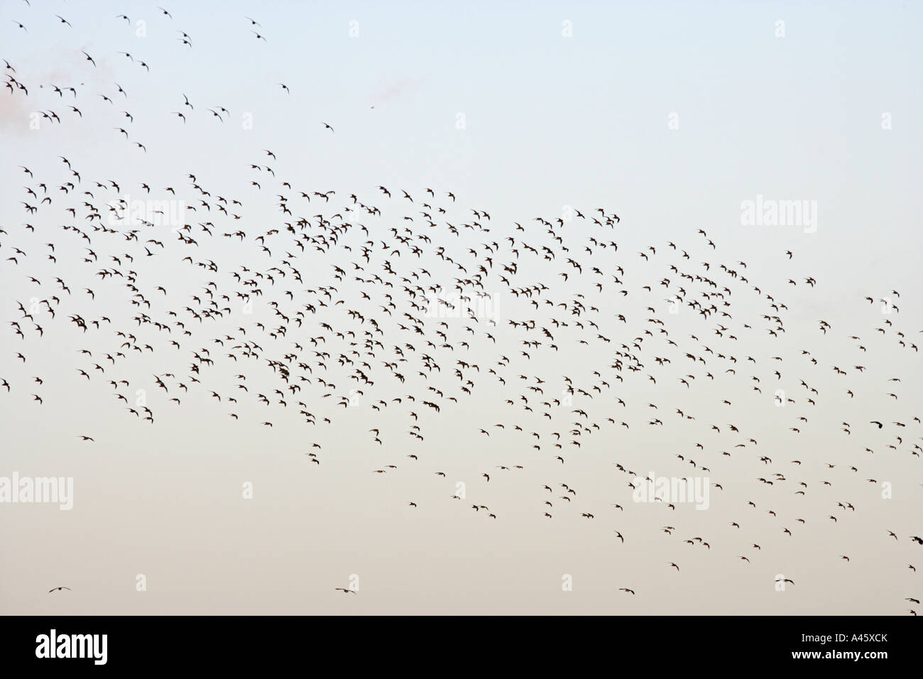 GOLDEN PLOVER PLUVIALIS APRICARIA FLOCK IN FLIGHT Stock Photo - Alamy