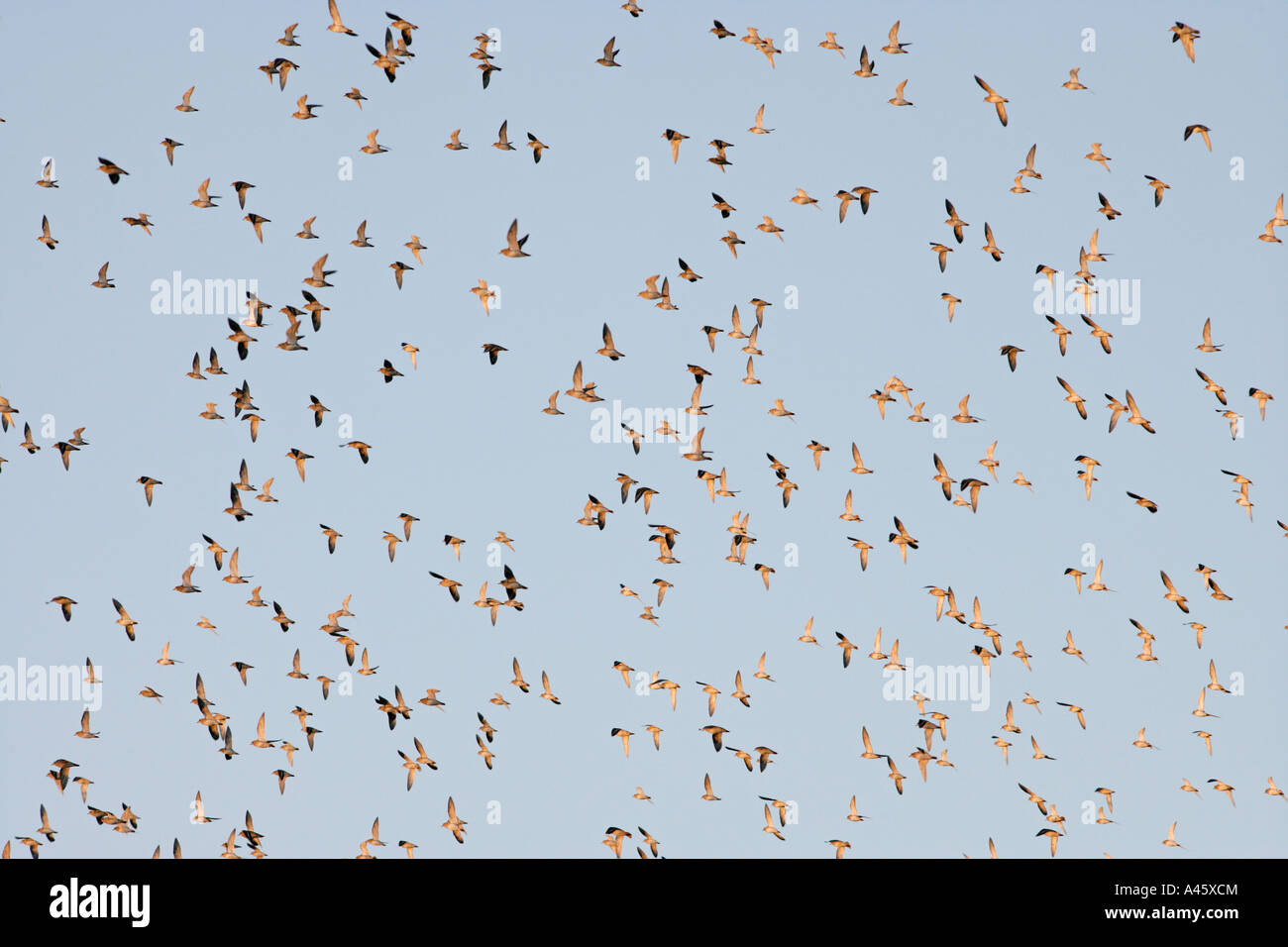 GOLDEN PLOVER PLUVIALIS APRICARIA FLOCK IN FLIGHT Stock Photo - Alamy
