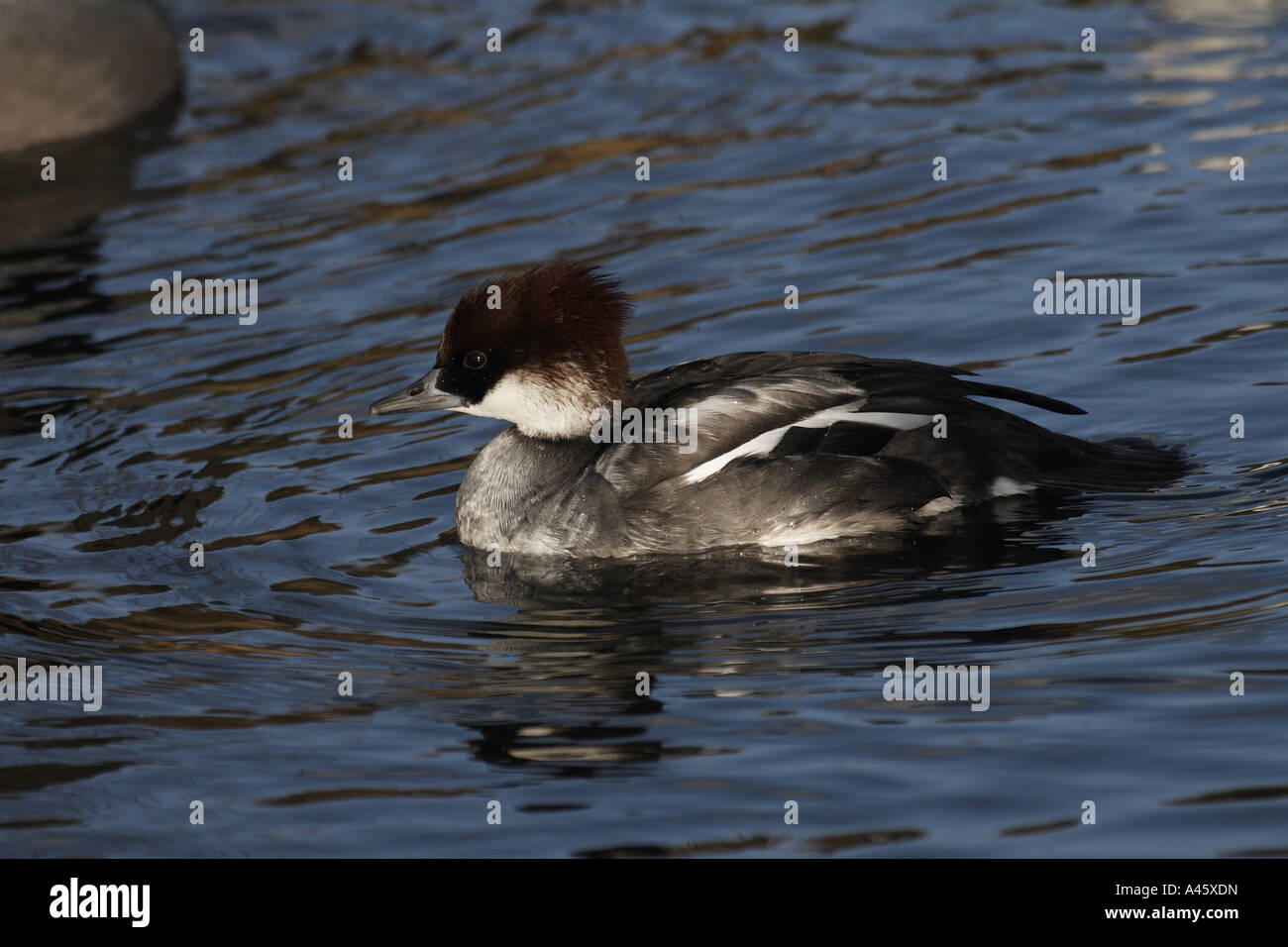 SMEW MERGUS ALBELLUS DUCK SWIMMING SIDE VIEW Stock Photo - Alamy