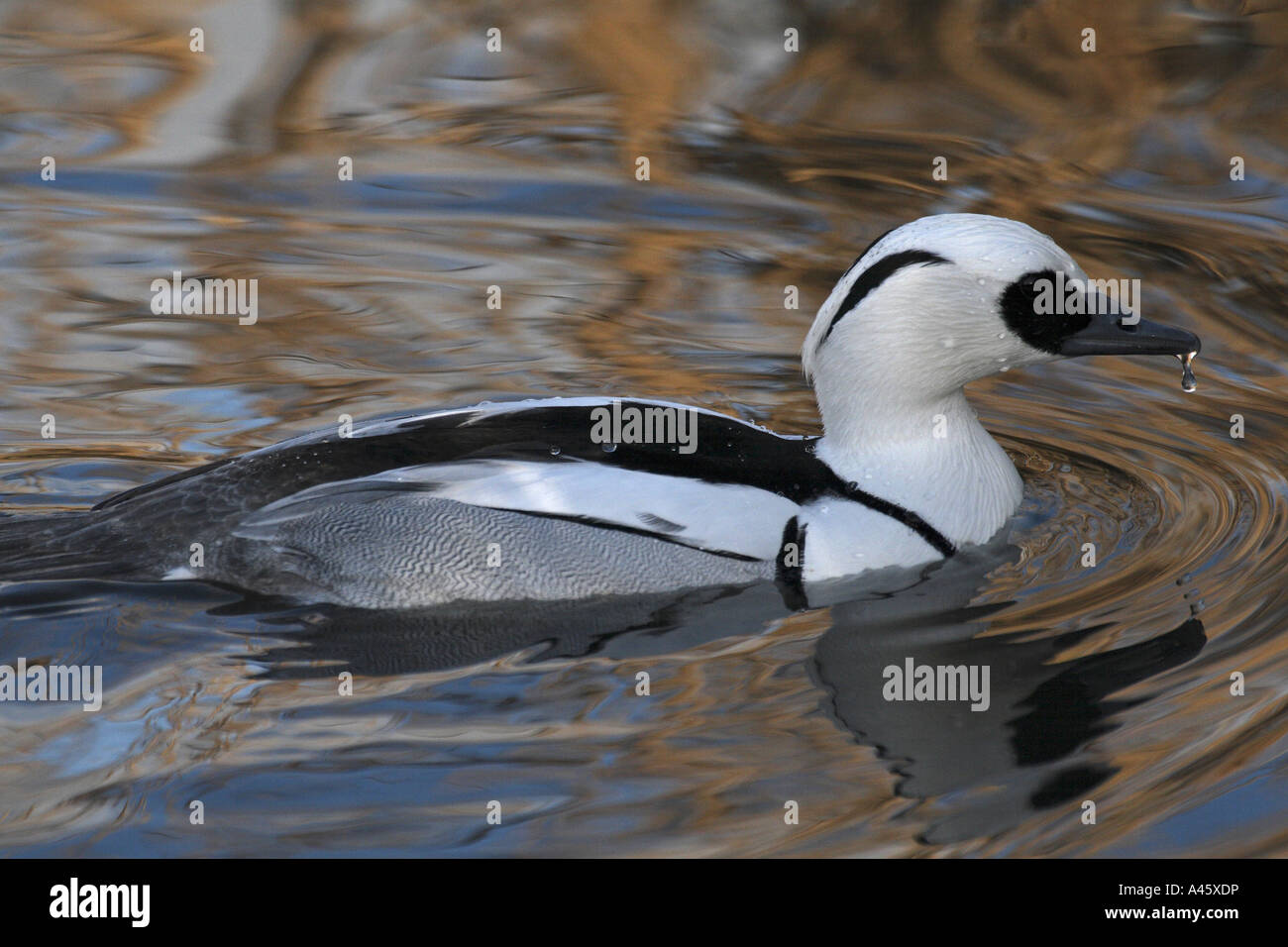 Smew drake hi-res stock photography and images - Alamy