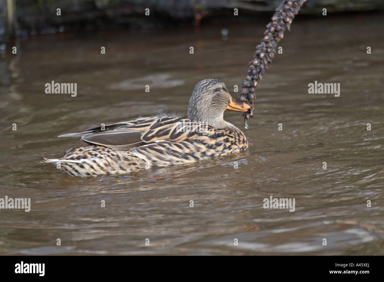 Mallard feeding hi-res stock photography and images - Alamy