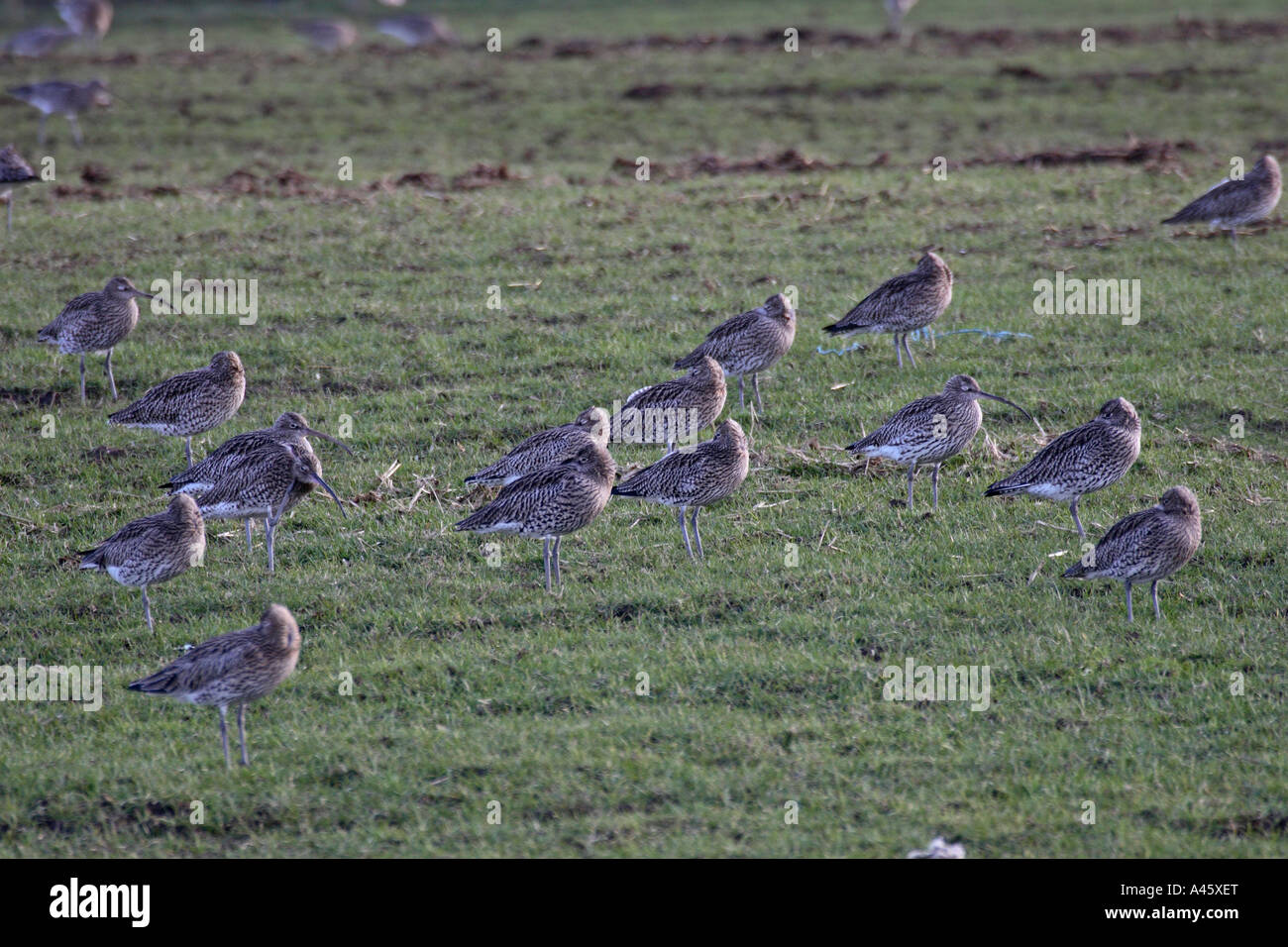 CURLEW NUMENIUS ARQUATA FLOCK FEEDING IN GRASS FIELD Stock Photo - Alamy