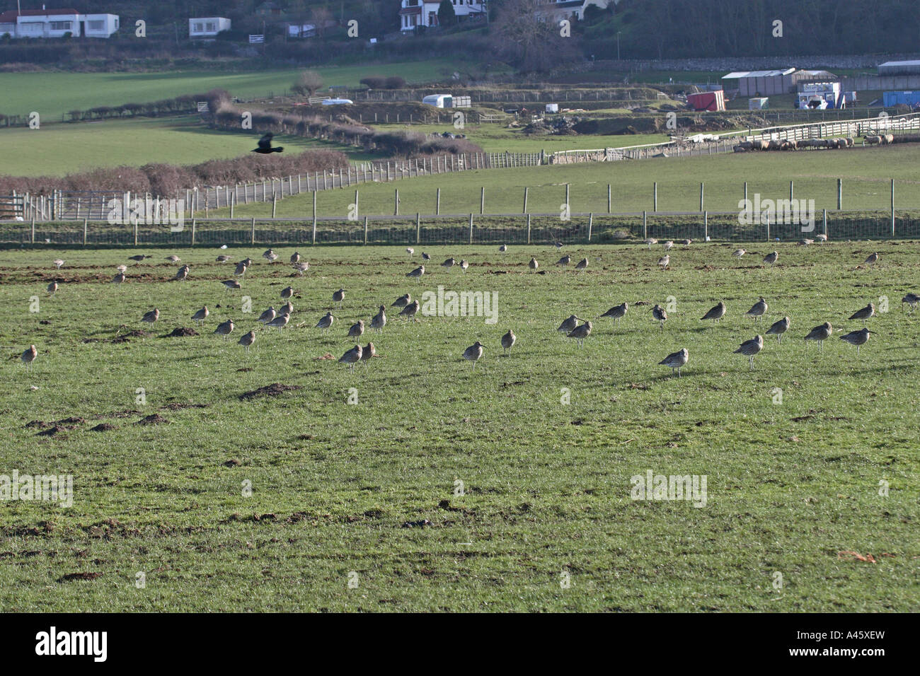 CURLEW NUMENIUS ARQUATA FLOCK FEEDING IN GRASS FIELD Stock Photo - Alamy