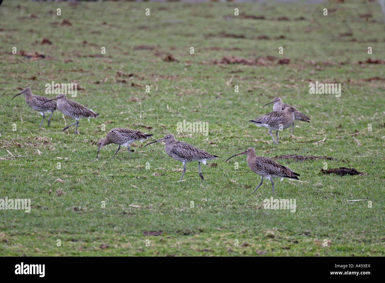CURLEW NUMENIUS ARQUATA FLOCK FEEDING IN GRASS FIELD Stock Photo - Alamy