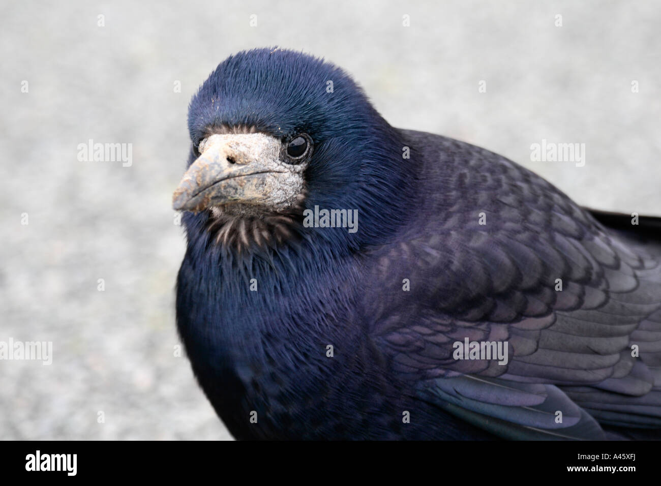 ROOK CORVUS FRUGILEGUS CLOSE UP OF HEAD Stock Photo - Alamy