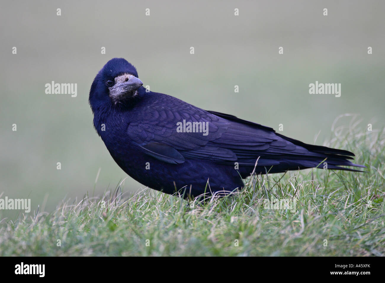 ROOK CORVUS FRUGILEGUS ON GRASS SIDE VIEW CLOSE UP Stock Photo - Alamy