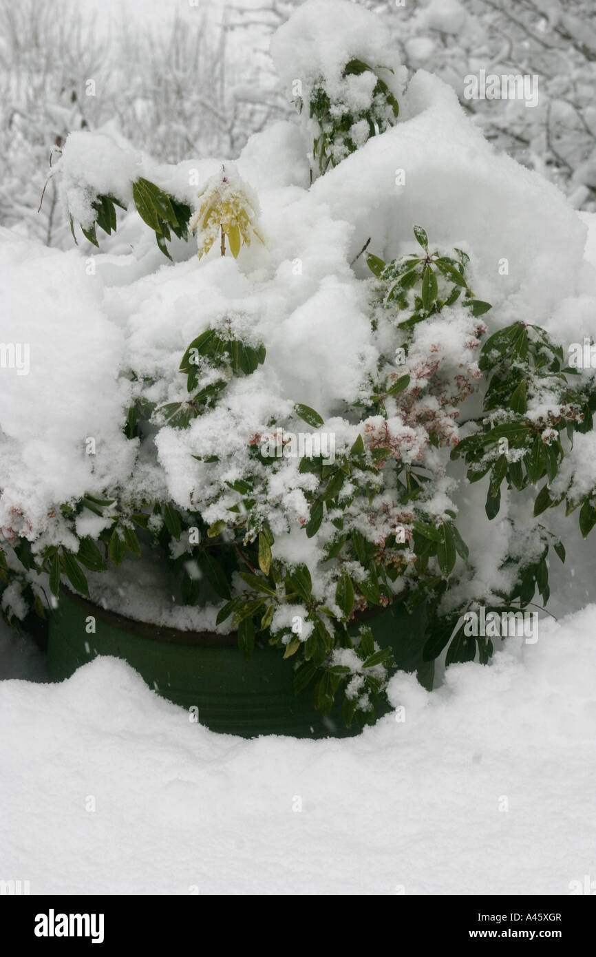 Shrubs under snow hi-res stock photography and images - Alamy