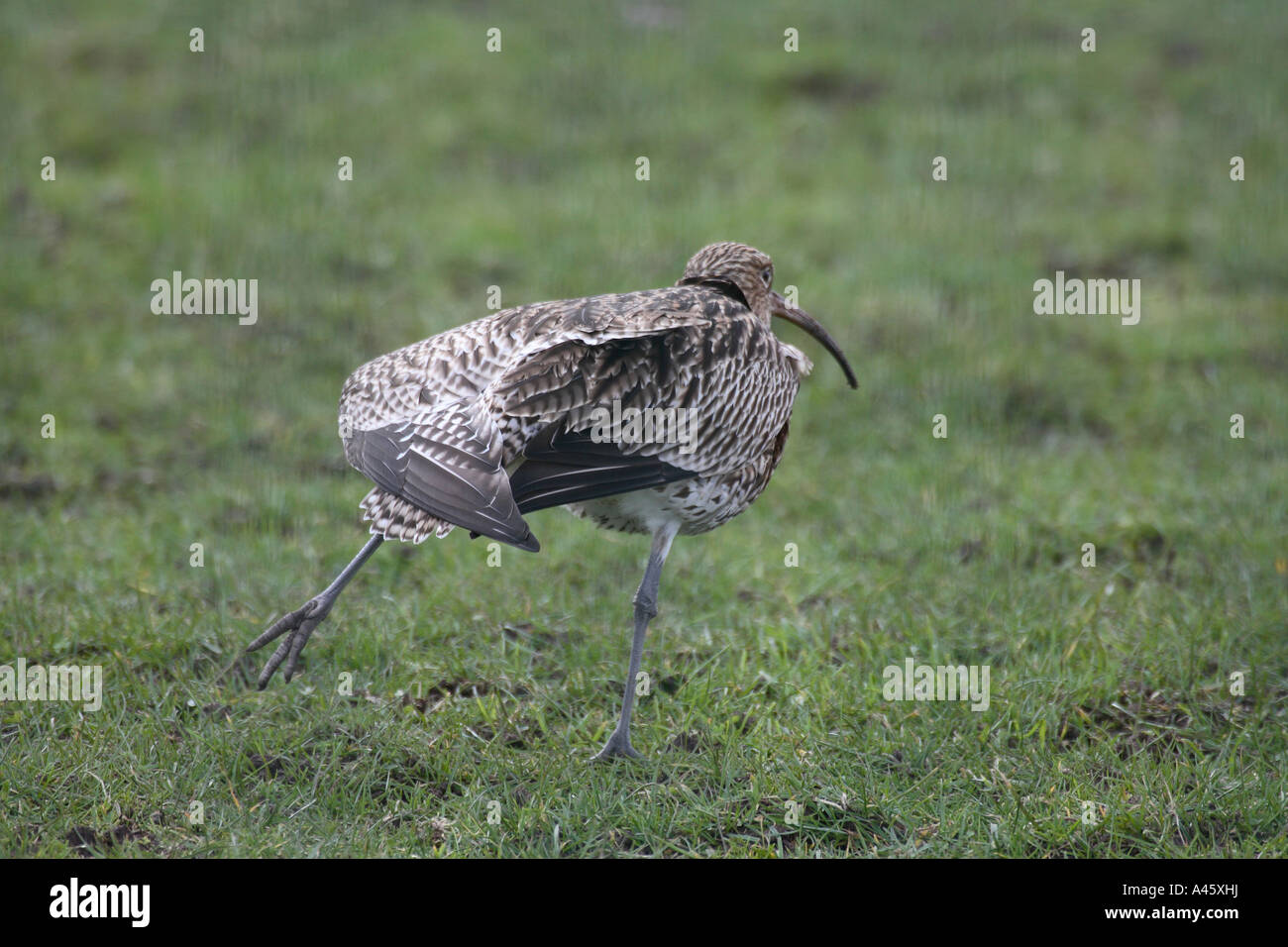 CURLEW NUMENIUS ARQUATA WING STRETCHING BACK VIEW Stock Photo - Alamy