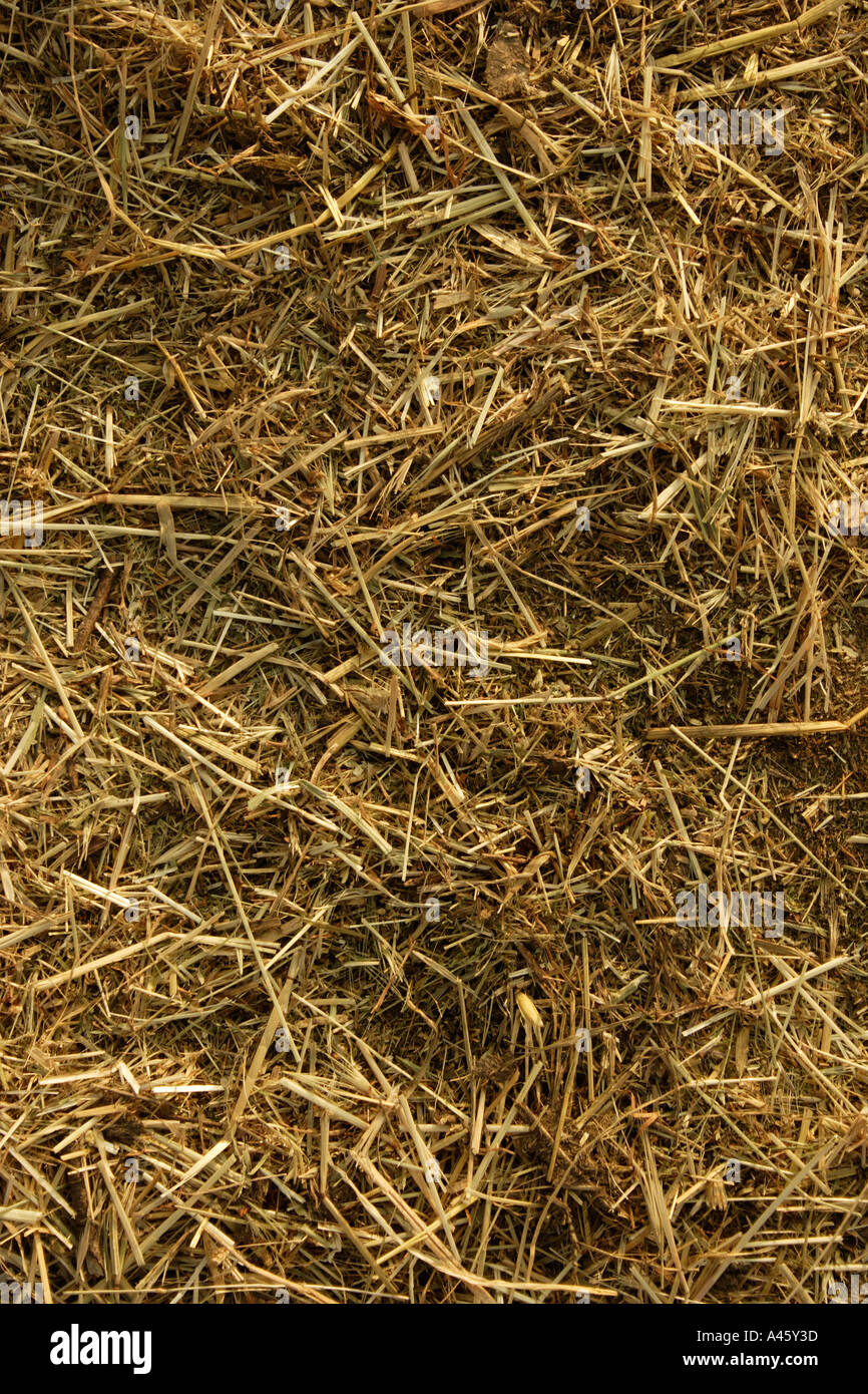 close up hay background vertical Stock Photo - Alamy