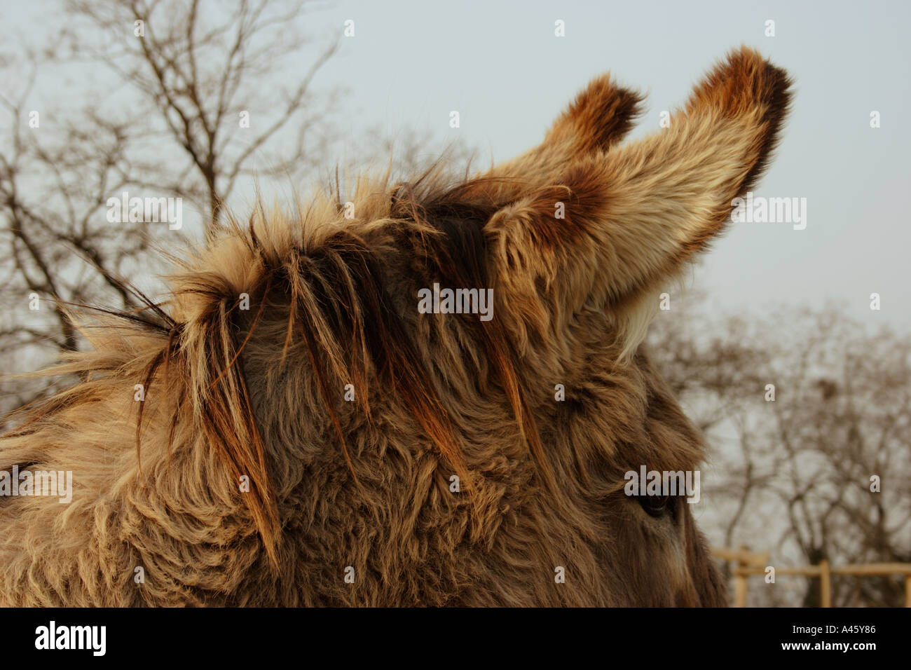 close up donkey head Stock Photo - Alamy
