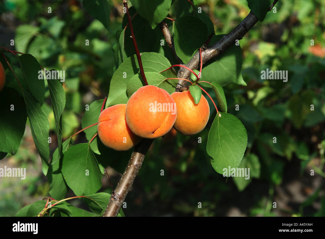 Ripe apricots on a tree Stock Photo - Alamy