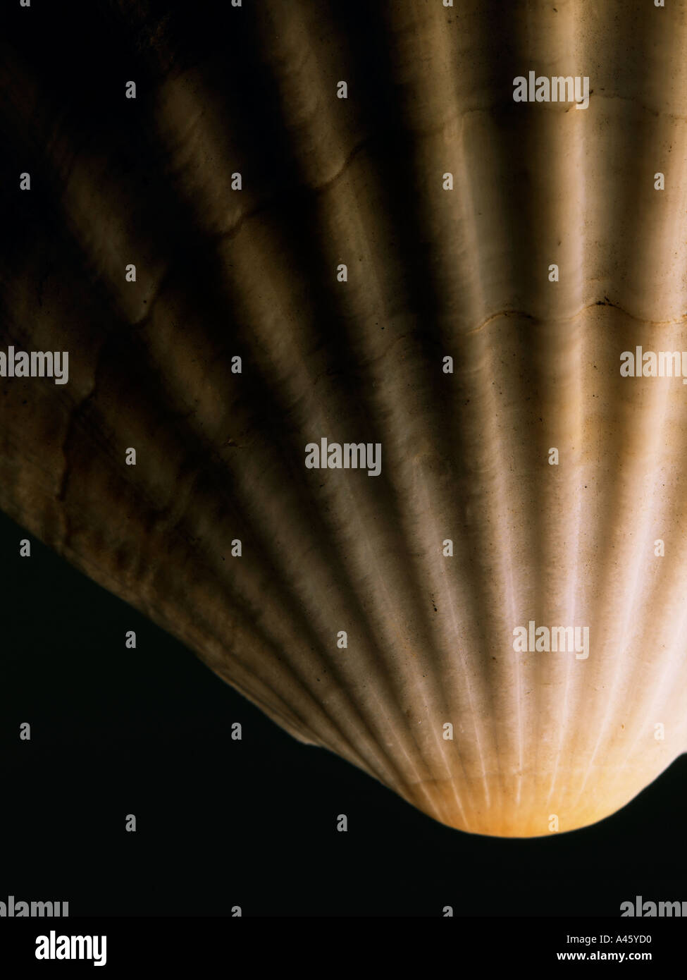 close up shell Stock Photo - Alamy