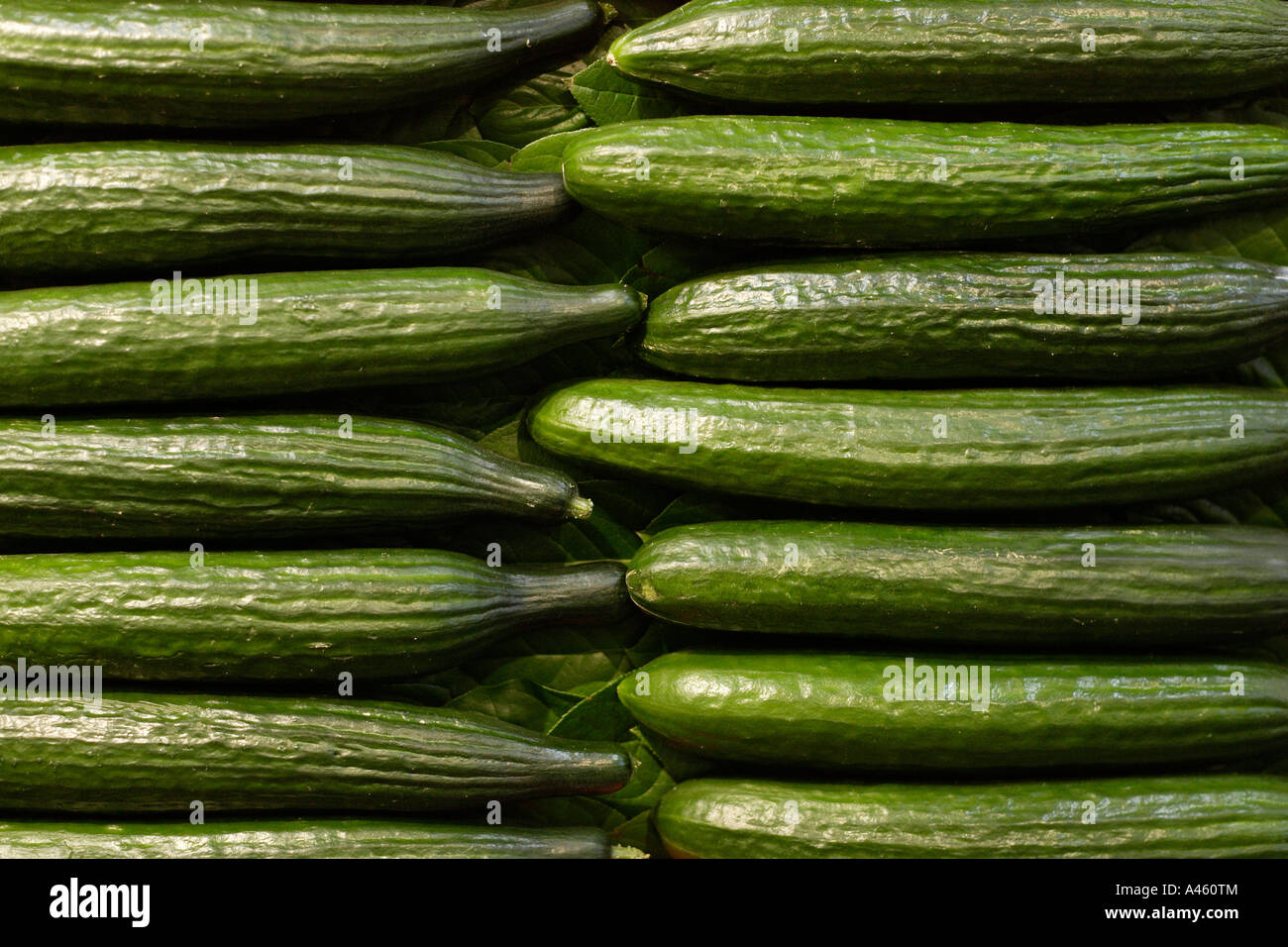 Plants green cucumbers in hi-res stock photography and images - Alamy