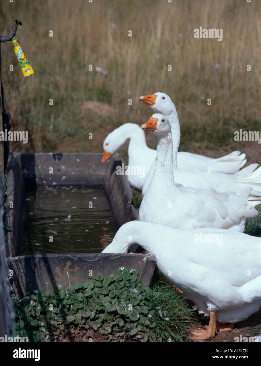 England Agriculture Farming Animals White domestic geese drinking from ...