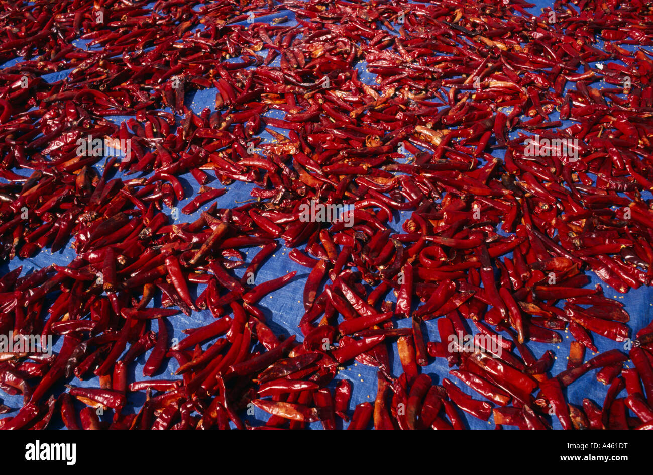 SOUTH KOREA Inchon Red chilli peppers left out to dry in the sun on ...