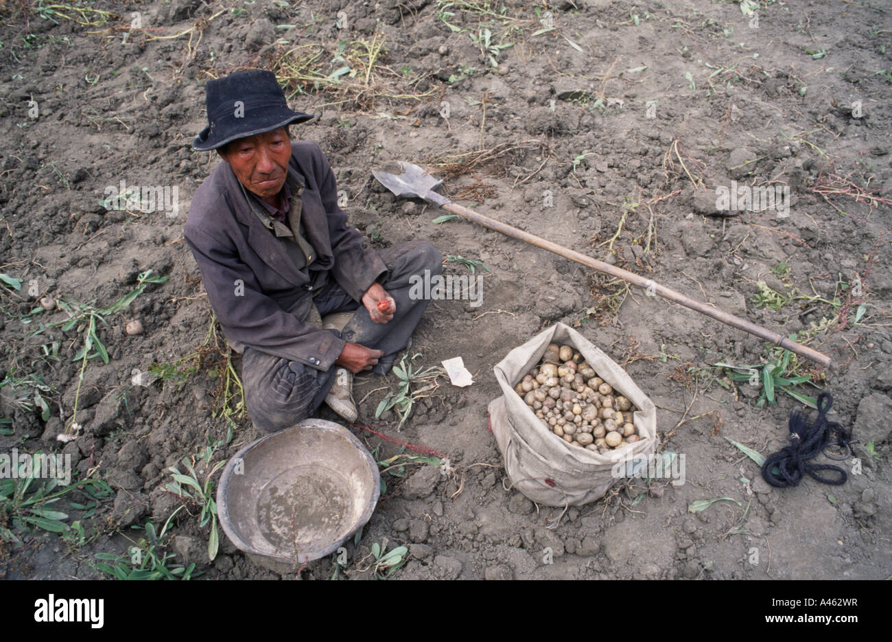CHINA Tibet Himalayas Tandruk Agriculture farming Potato Farmer sorting ...
