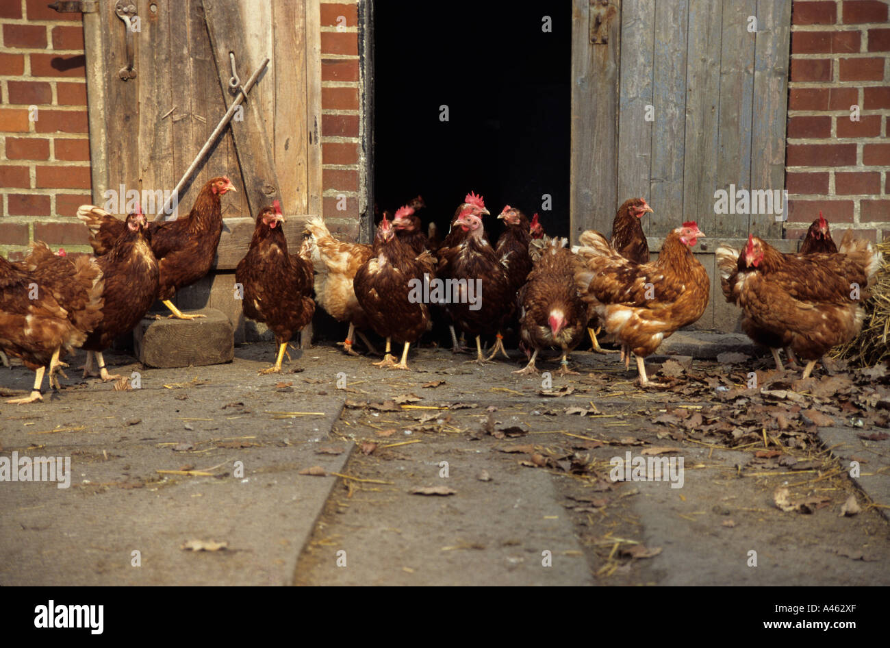Chicken at the run Stock Photo - Alamy