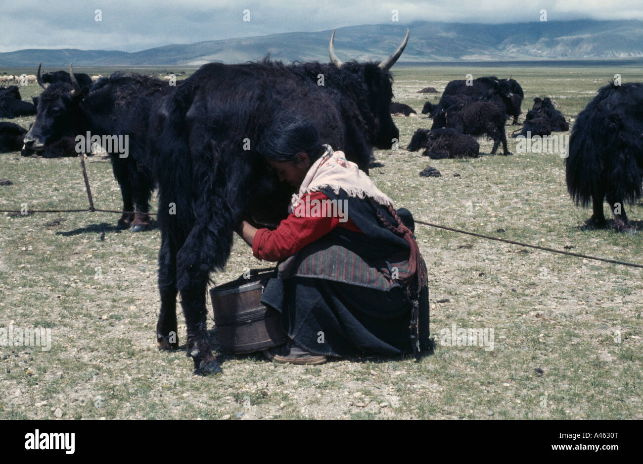 China Tibet Agriculture Livestock Animals Tibetan nomad woman milking a ...