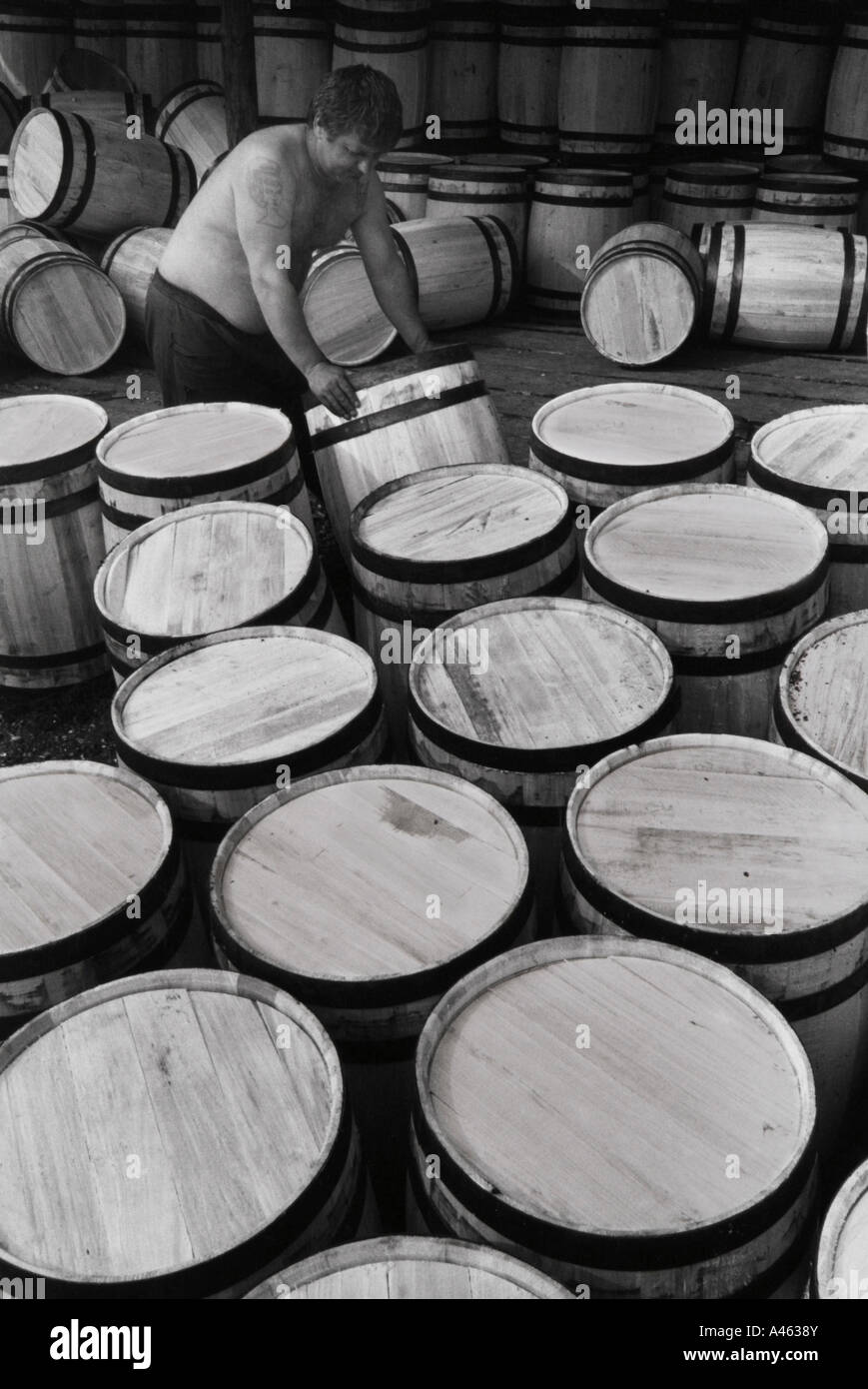 Russian cooper moving barrels at a coopers in Smolensk. No 23 Stock ...