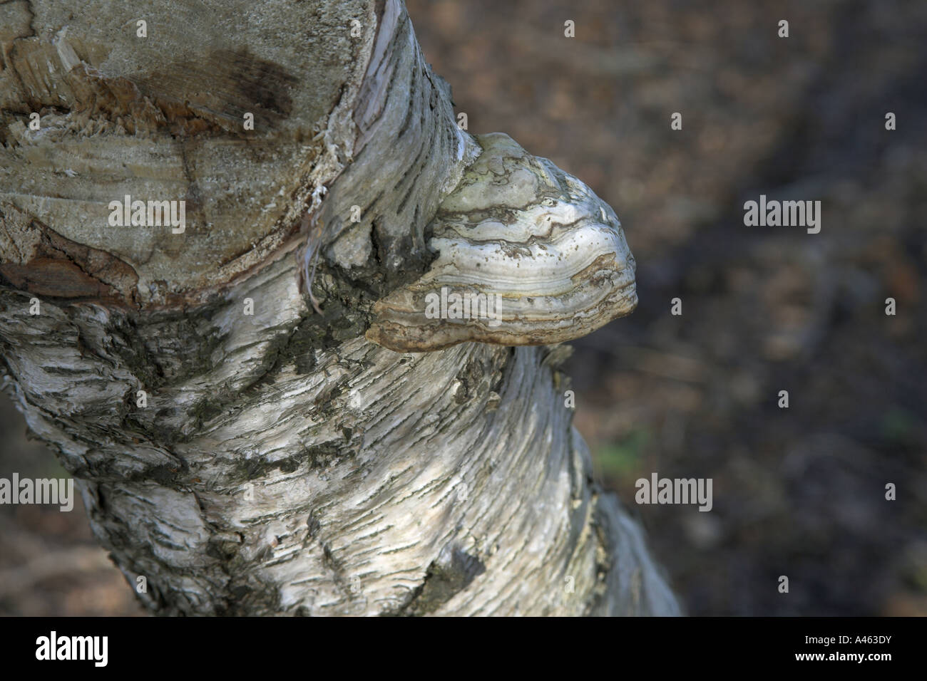 Hoof Fungi Fomes fomentarius growing on a Silver Birch Betula pendula ...