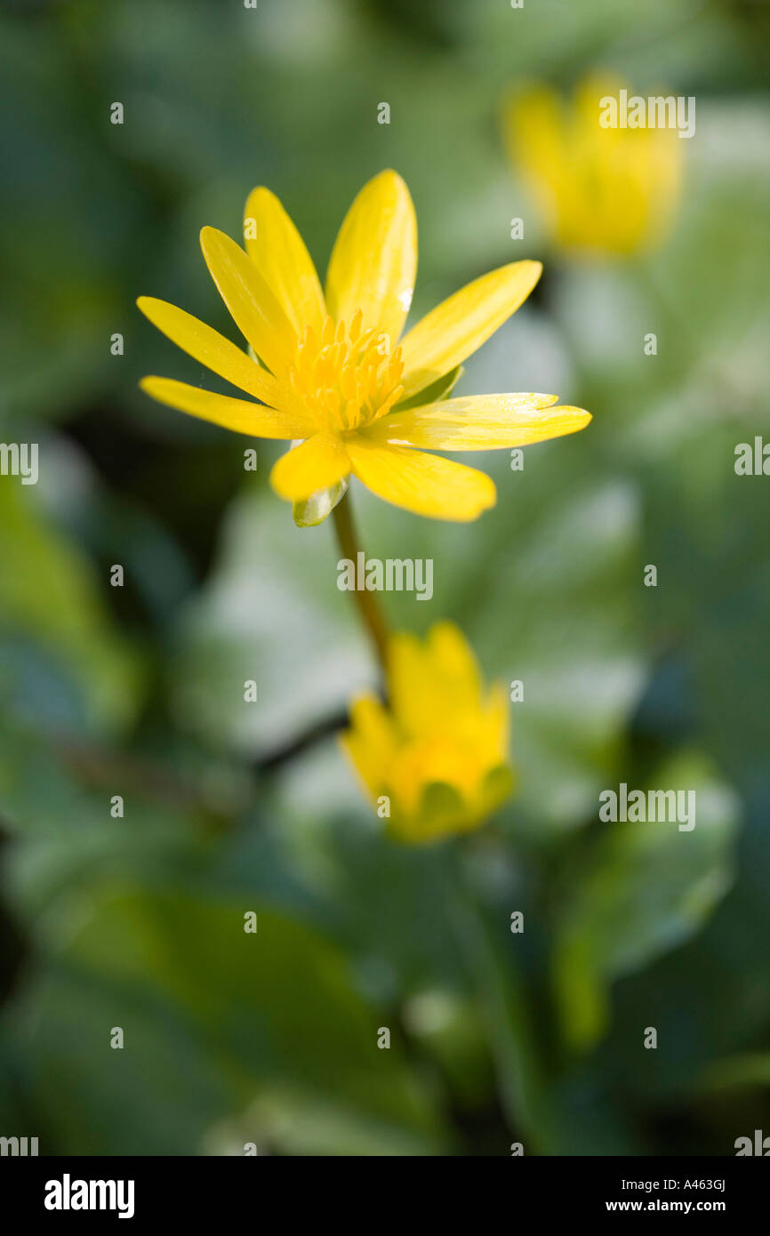 Lesser celandine flower Stock Photo - Alamy
