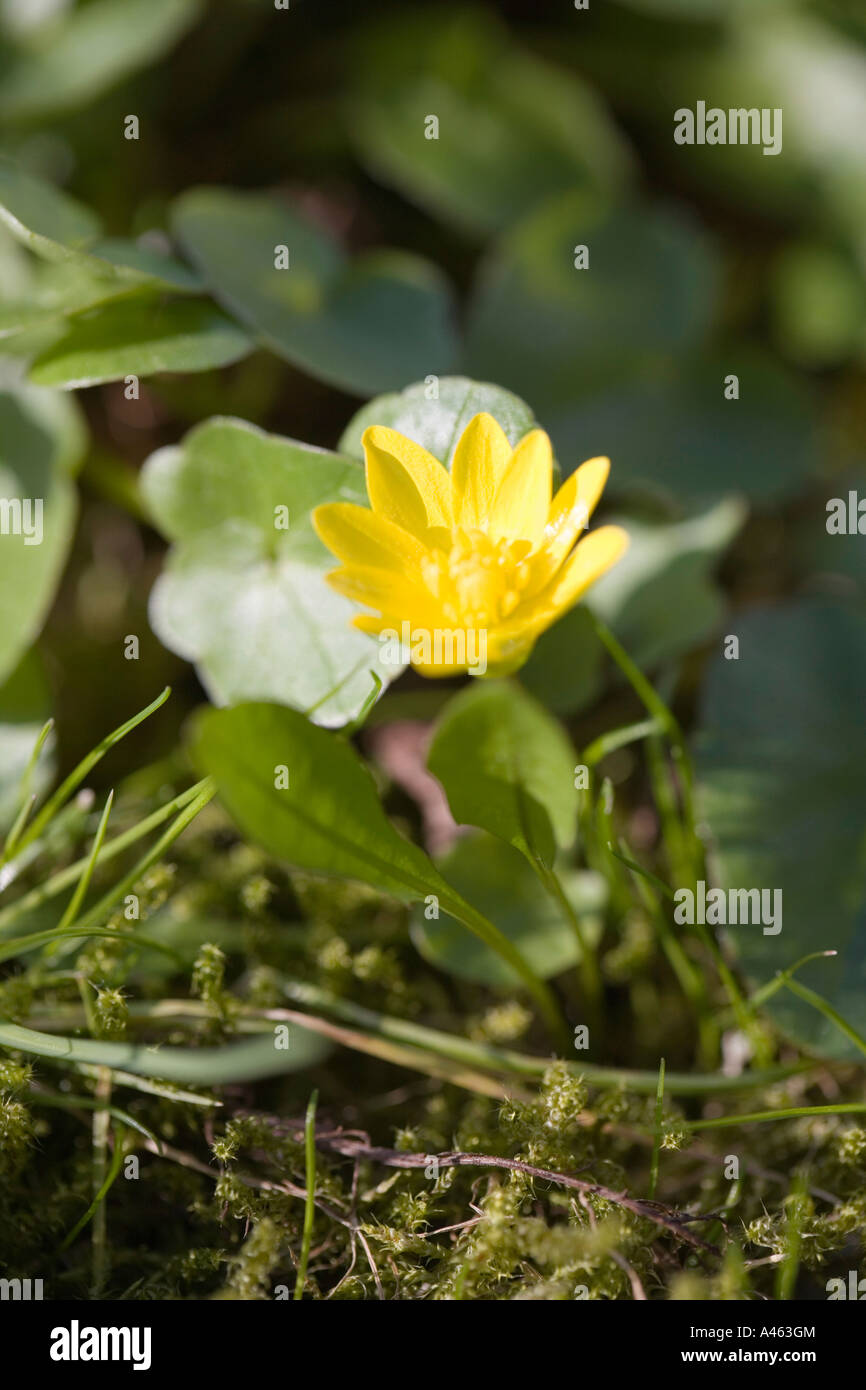 Celandine flower hi-res stock photography and images - Alamy