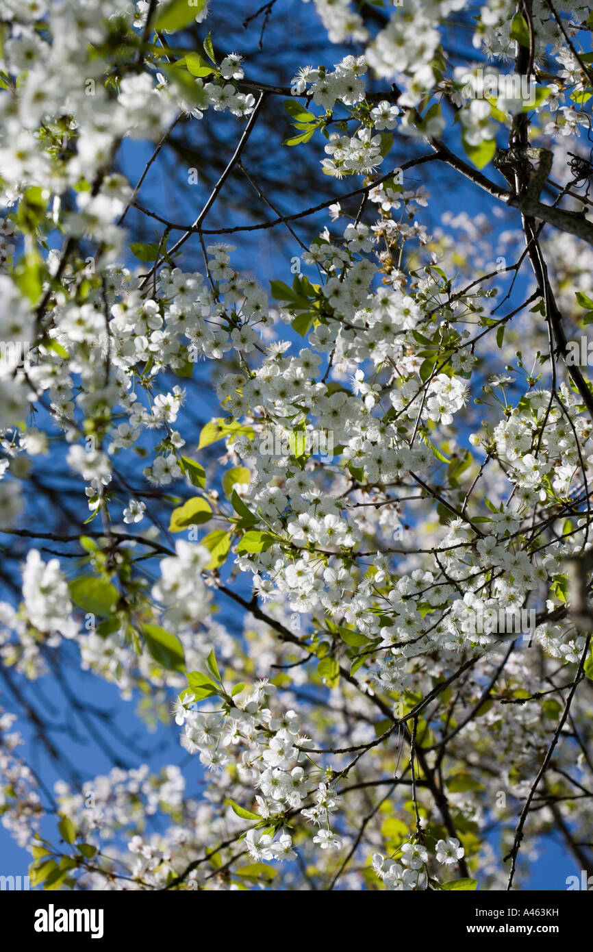 Cherry flowers in backlight Stock Photo - Alamy