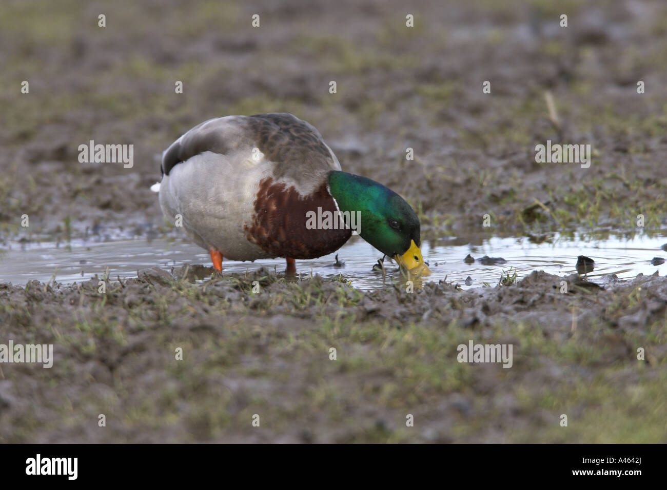 Mallard Anas platyrhynchos adult male dabbling in muddy pool, Rother ...