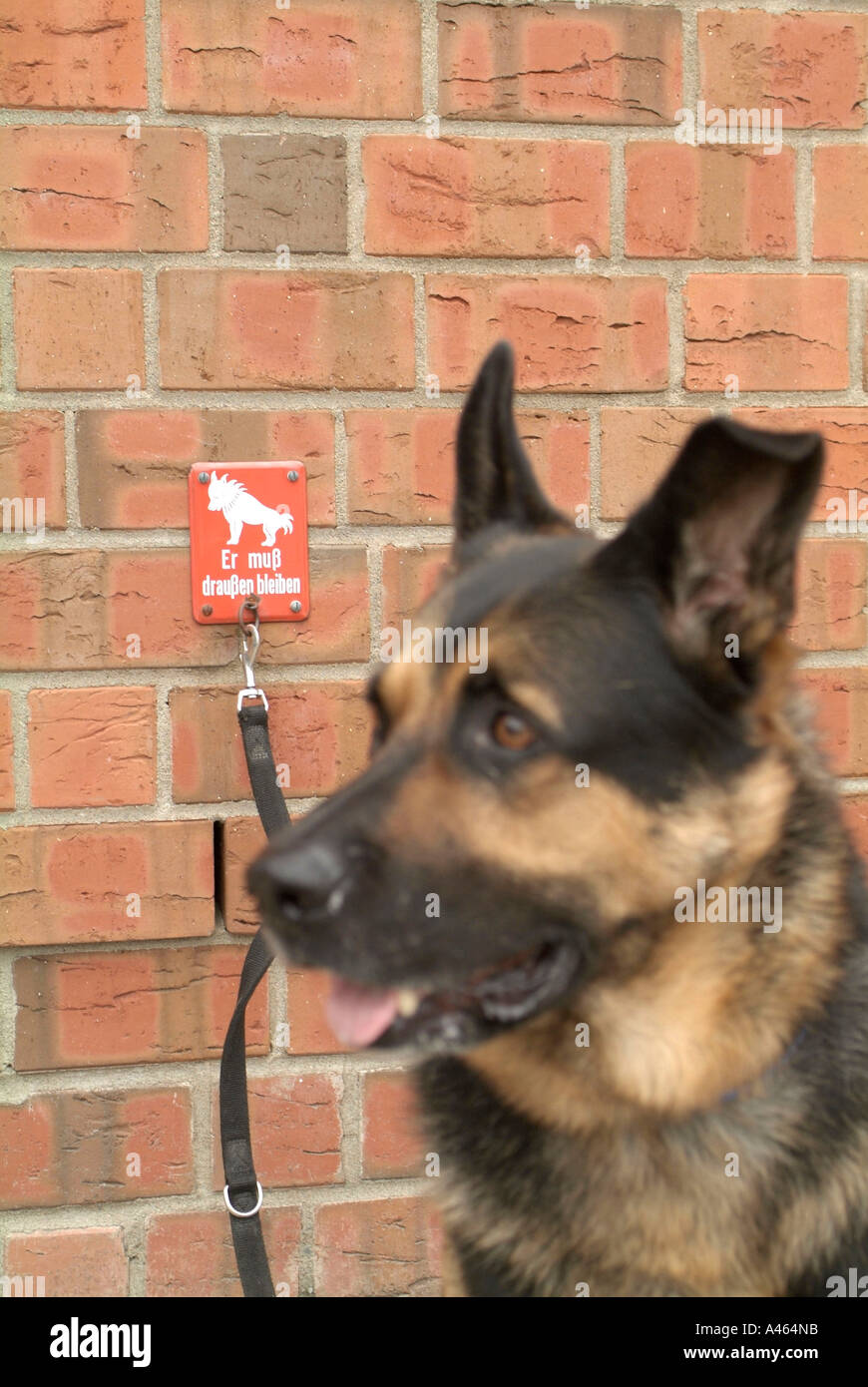 Shepherd mounting hi-res stock photography and images - Alamy